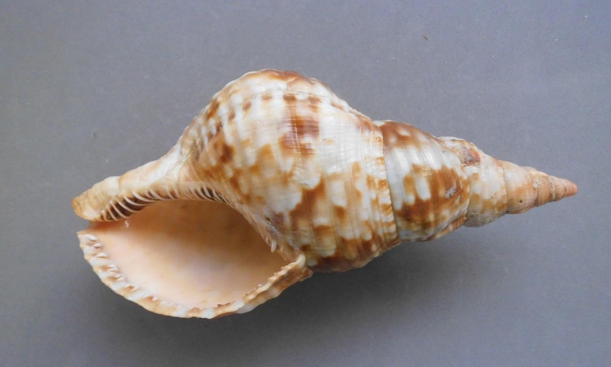 What are the Most Common Types of Seashells?