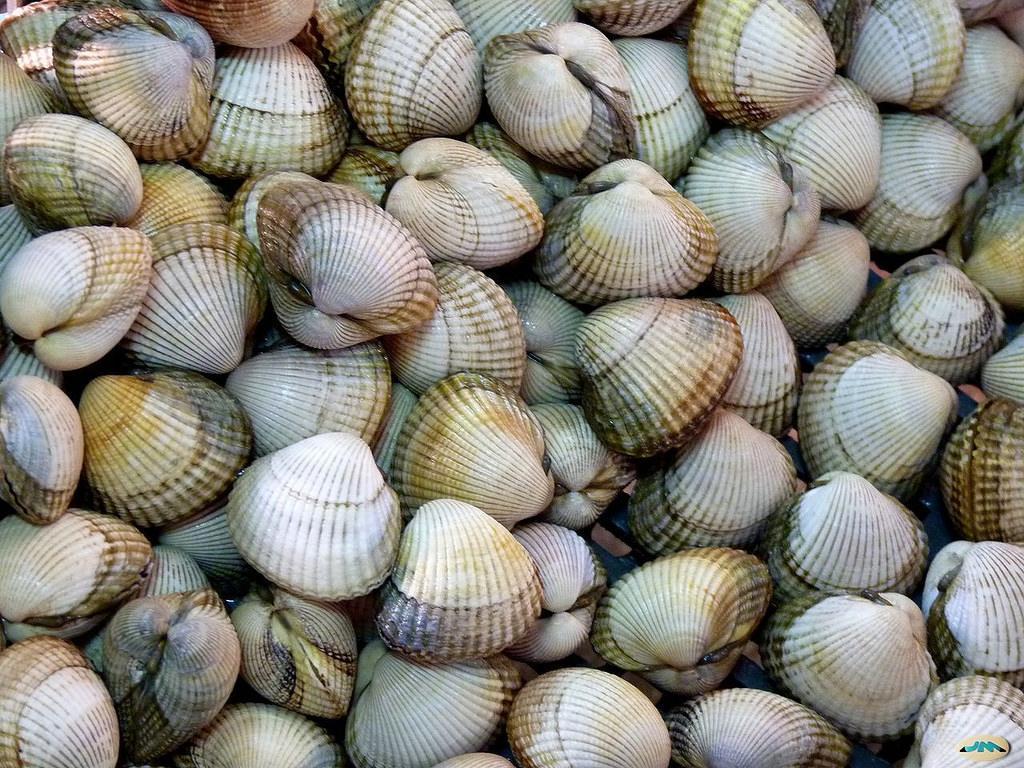 What are the Most Common Types of Seashells?