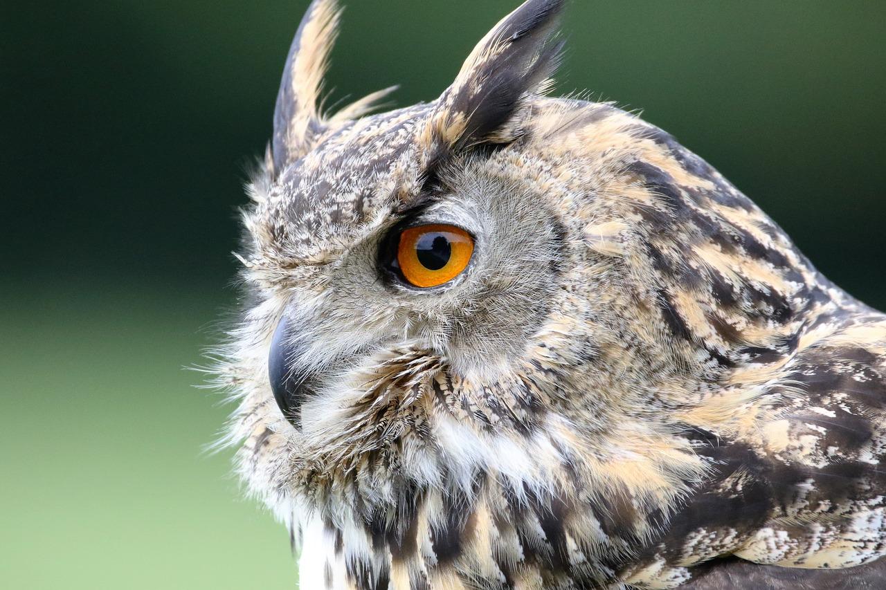 What Animal Am I According to My Zodiac Sign? - Zodiac Spirit Animals