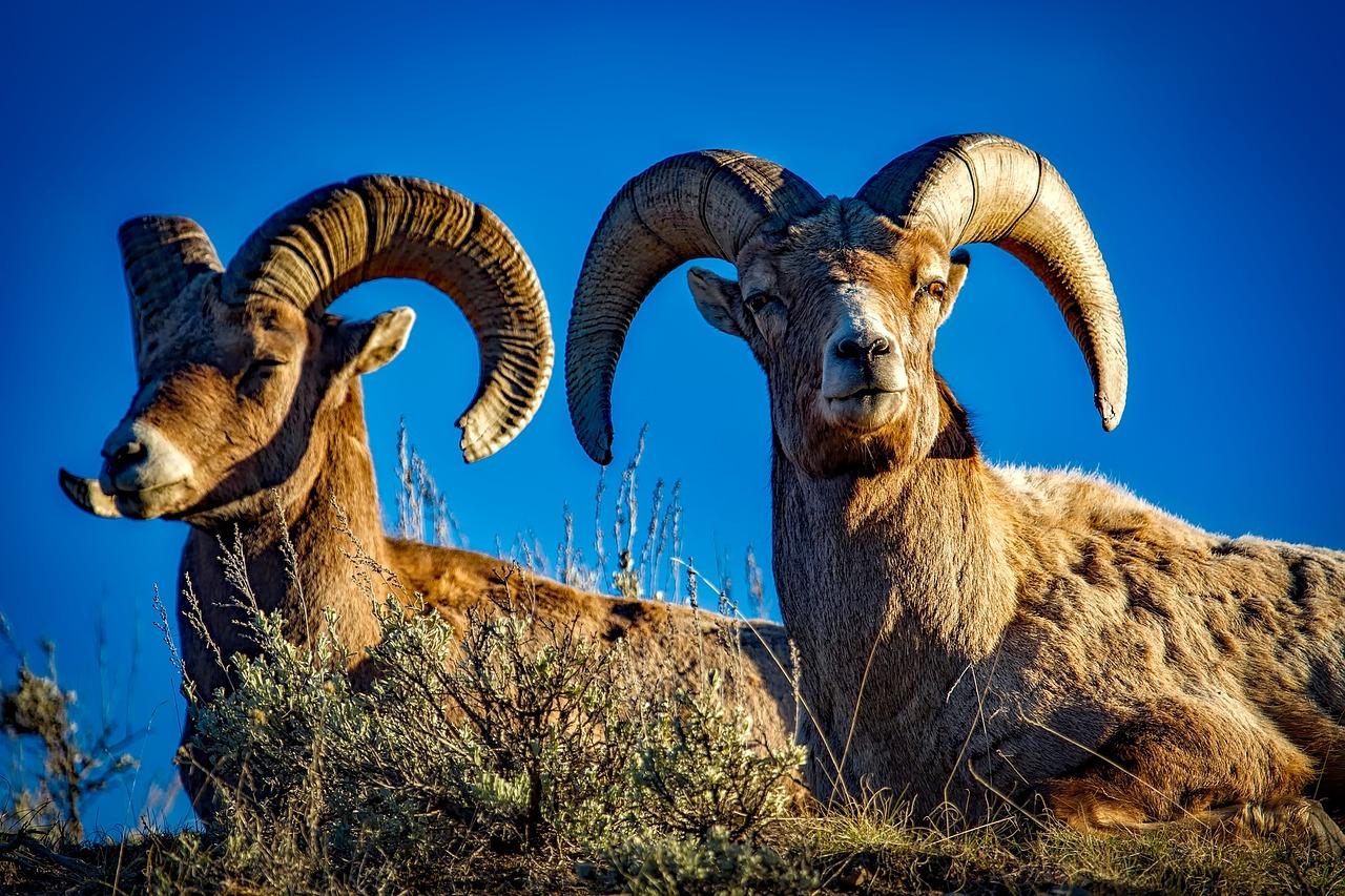 What Animal Am I According to My Zodiac Sign? - Zodiac Spirit Animals