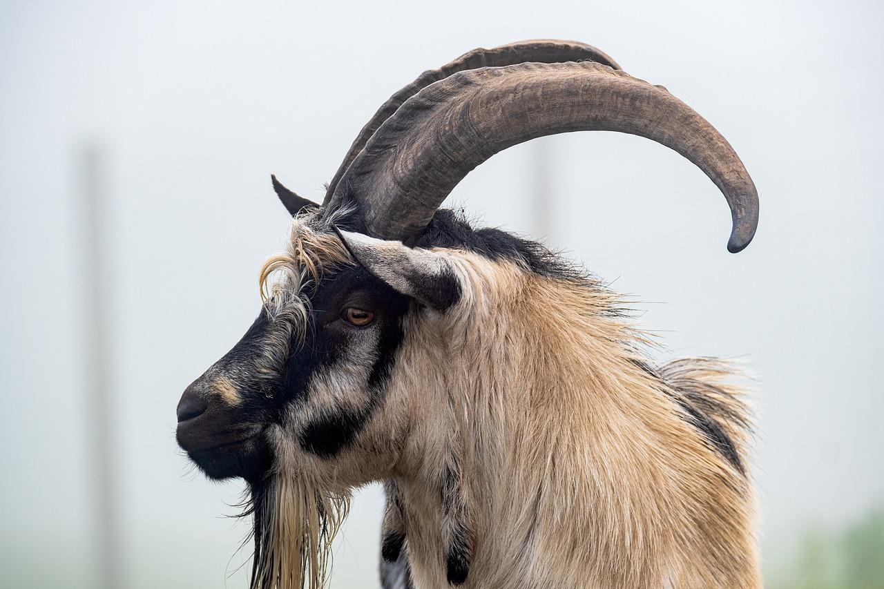 What Animal Am I According to My Zodiac Sign? - Zodiac Spirit Animals