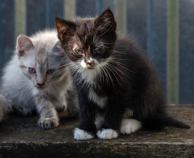 6 Most Common Viral Diseases in Cats - Symptoms, Treatment and Prevention