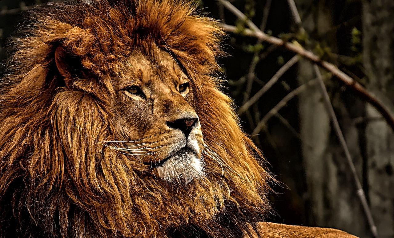 What Animal Am I According to My Zodiac Sign? - Zodiac Spirit Animals