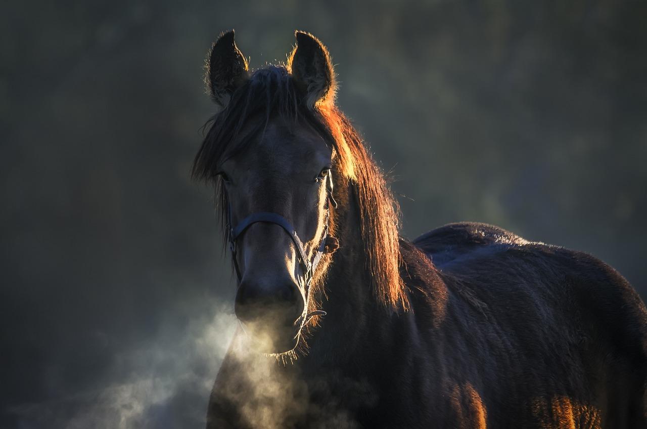 What Animal Am I According to My Zodiac Sign? - Zodiac Spirit Animals