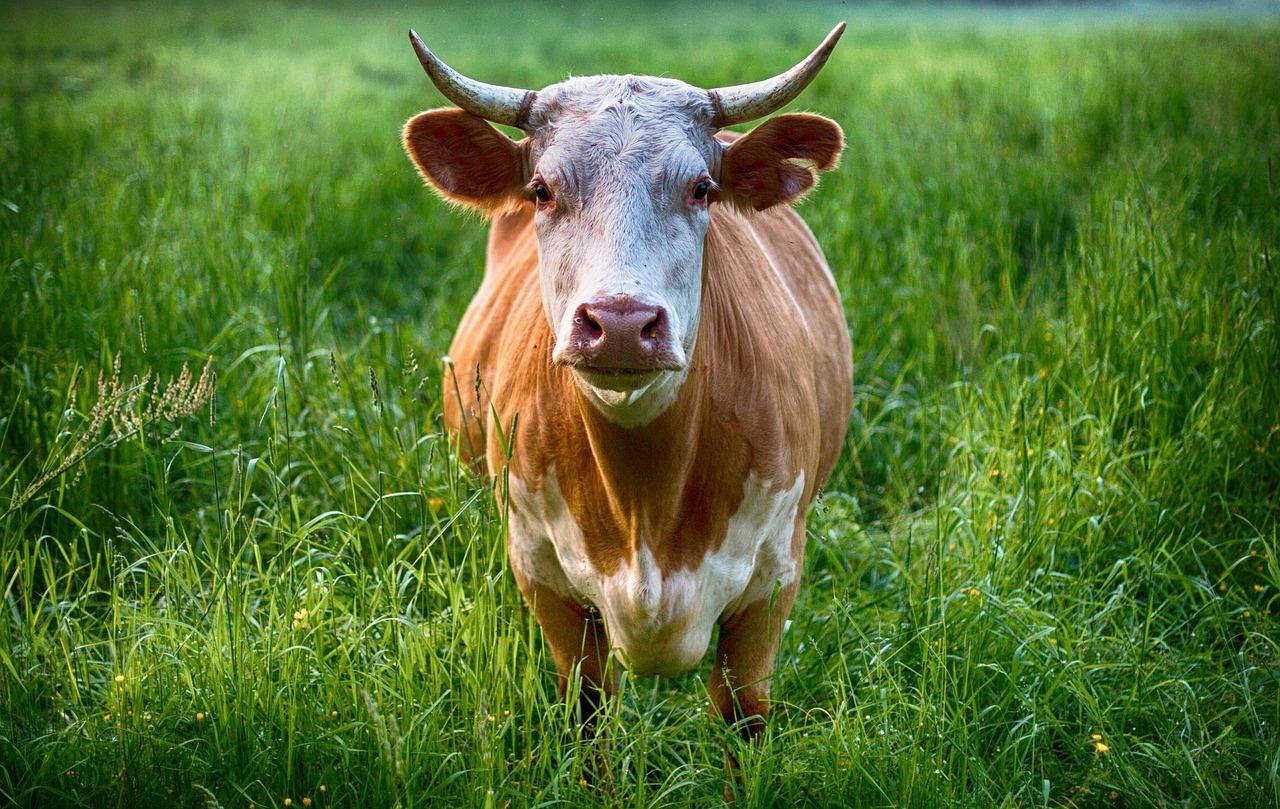 What Animal Am I According to My Zodiac Sign? - Zodiac Spirit Animals