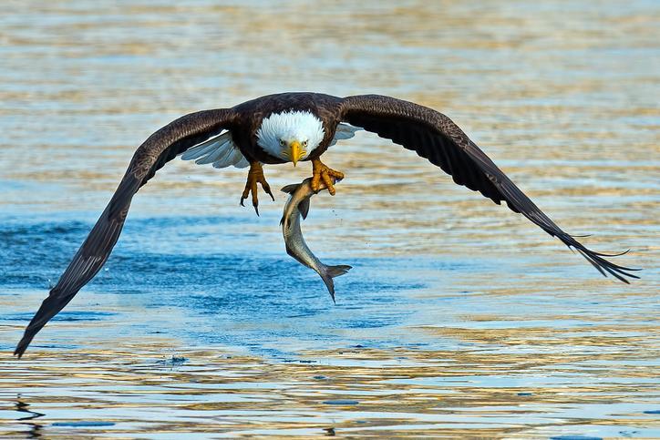 How Do Eagles Hunt? - Eagle Hunting Habits and Diet
