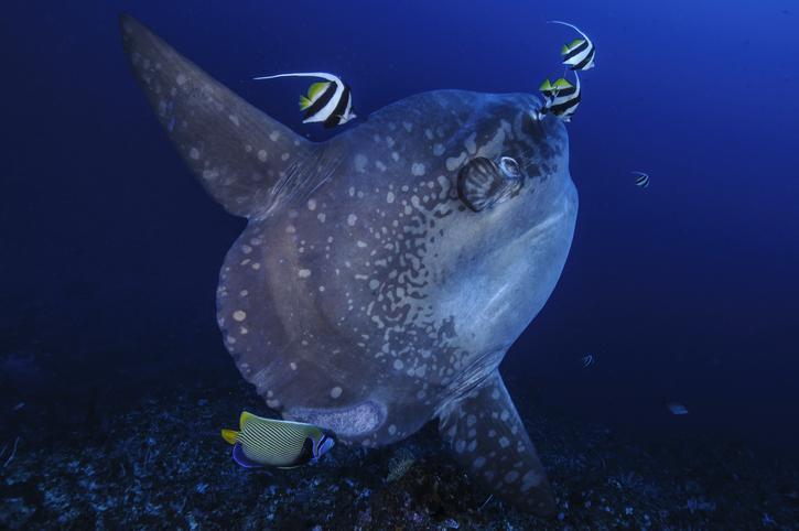 Ocean Sunfish or Mola - Characteristics, Habitat, Feeding and Reproduction