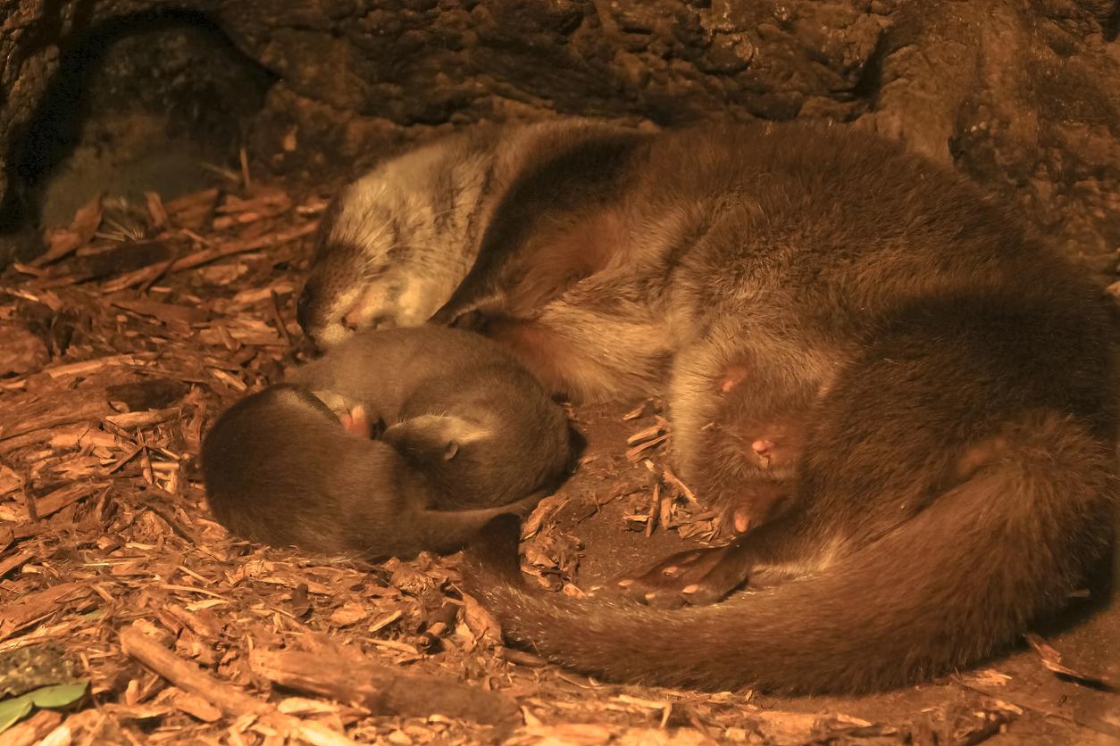 How Do Otters Sleep? - The Unique Sleeping Habits of Otters