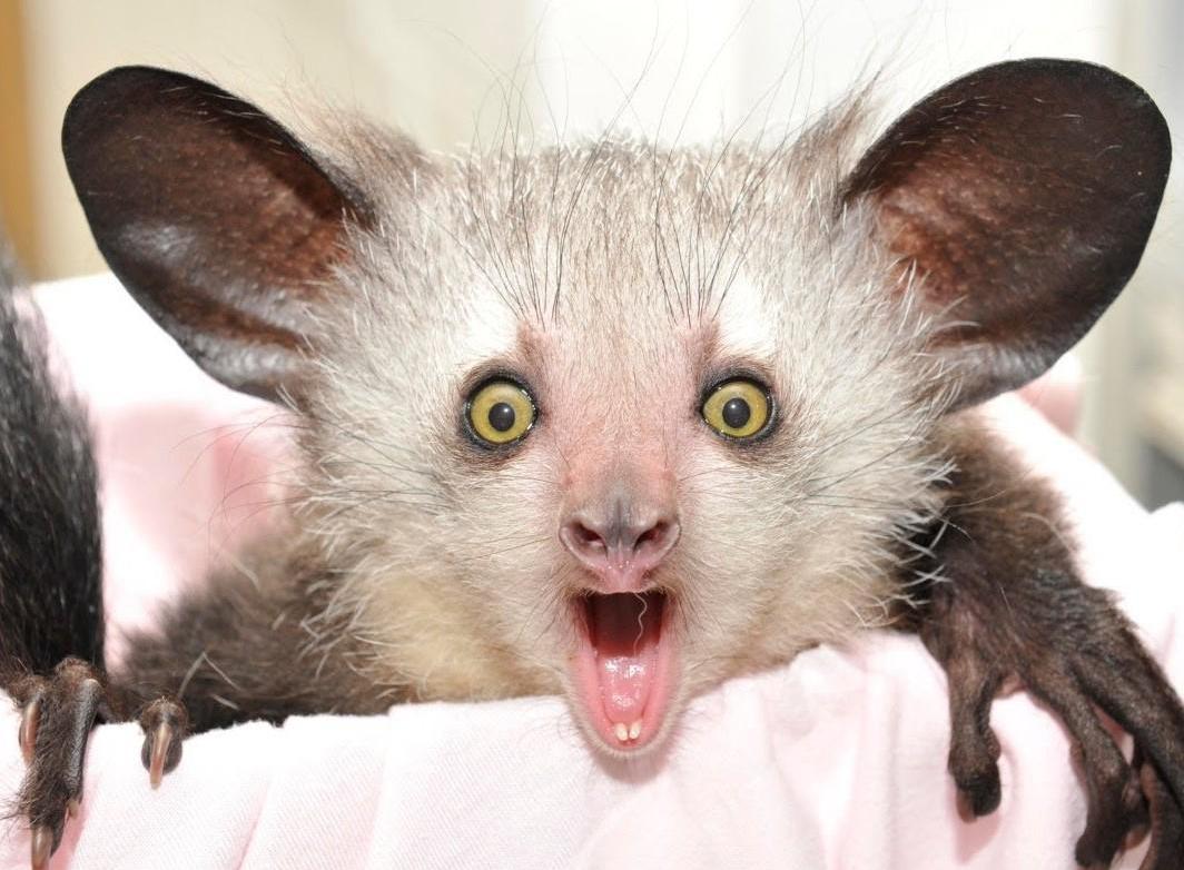 18 Rarest Animals in the World - With FACTS and PHOTOS