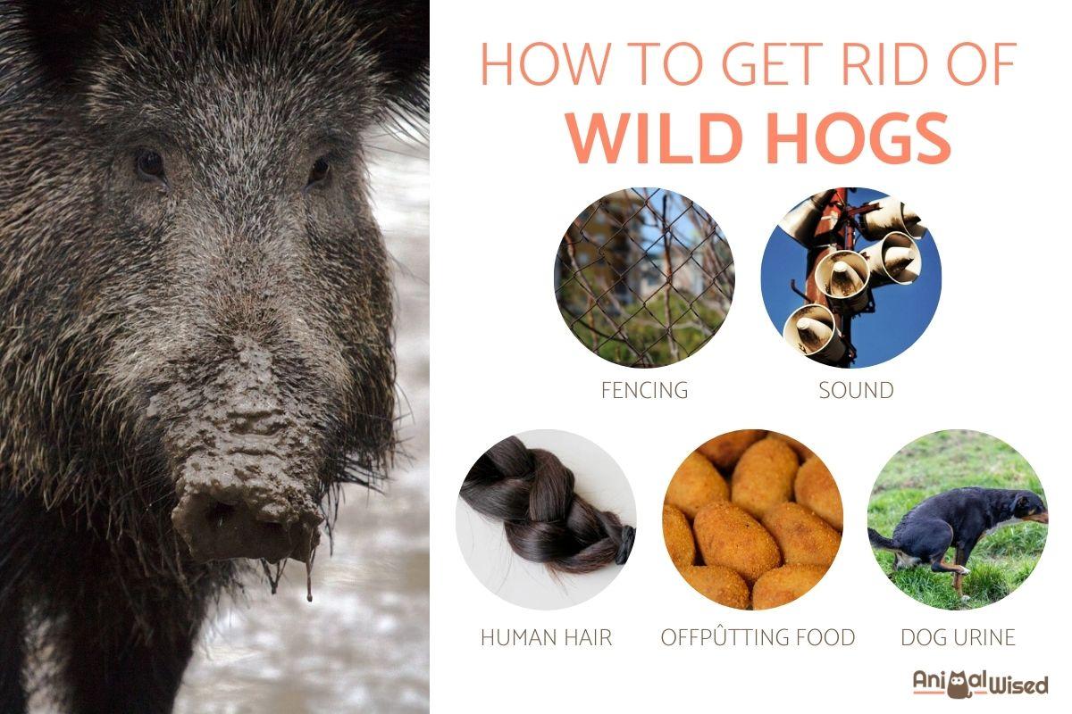 How to Get Rid of Wild Hogs - Driving Away Wild Boars and Pigs
