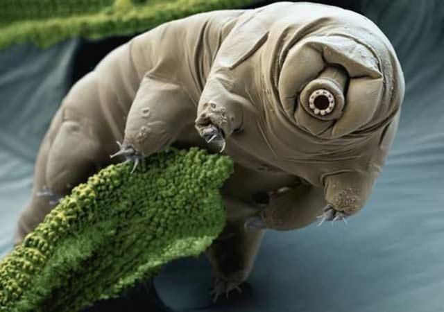 18 Rarest Animals in the World - Rare Species of Mammals, Birds, Fish ...