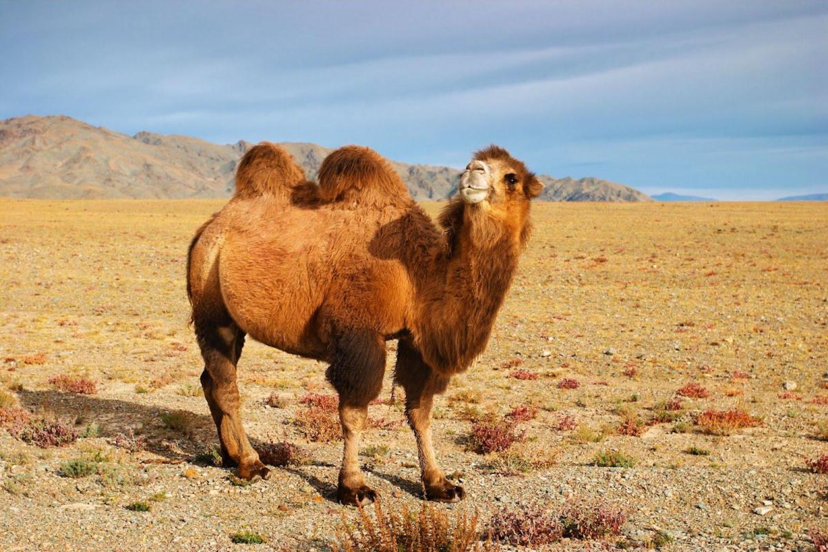 What Does a Camel Eat? - Camel Diet in the Desert