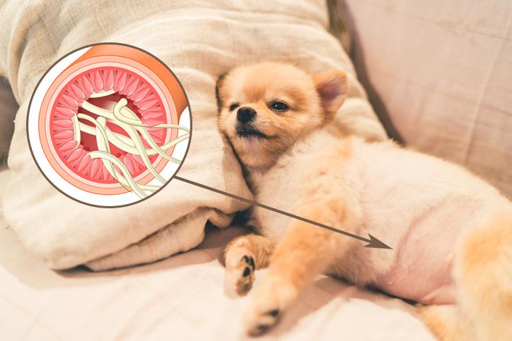 Common Intestinal Parasites in Dogs Types - Symptoms and Treatment