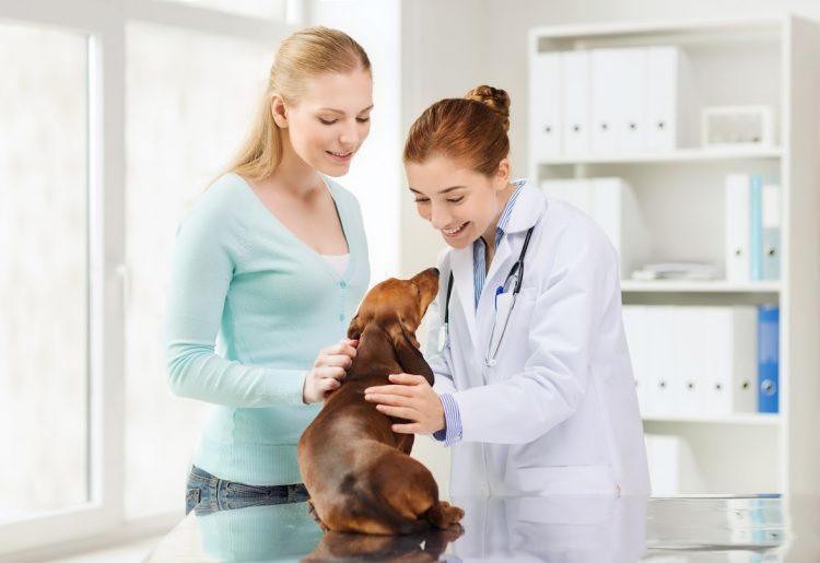 Ranitidine for Dogs - Zantac Dosage, Usage and Side Effects