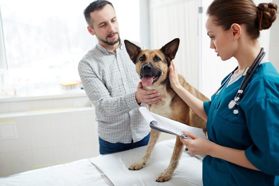 Ranitidine for Dogs - Zantac Dosage, Usage and Side Effects