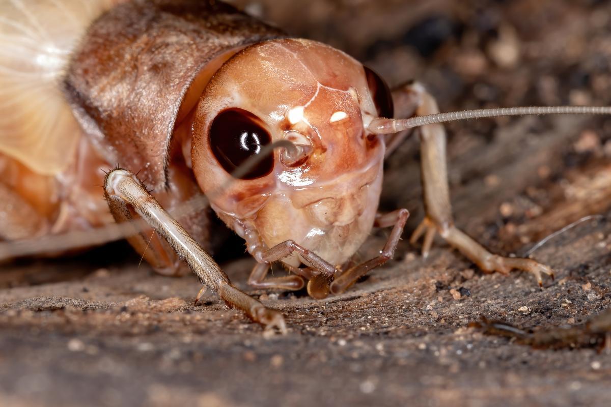 Are Crickets Harmful to Humans? - Dangers of Crickets