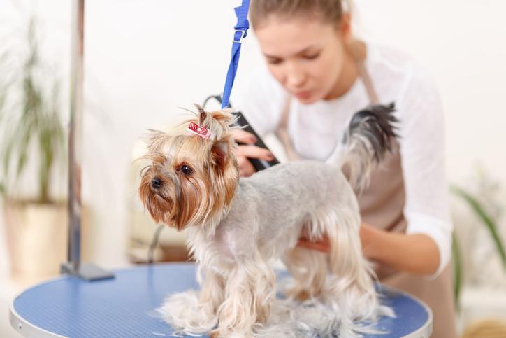 Foxtails in Dogs - How to Remove Them