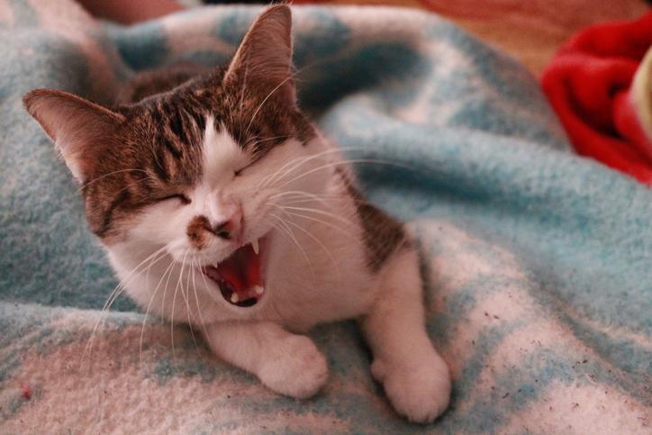 My Cat Is Coughing Up Blood - Causes and Treatment of Feline Hemoptysis