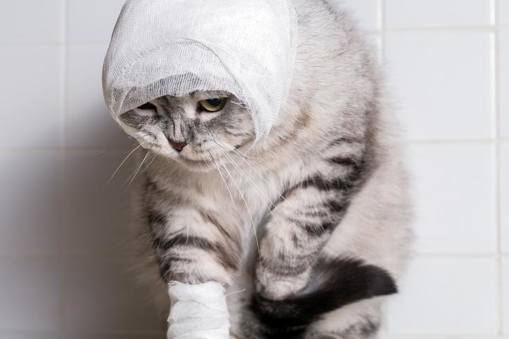 My Cat Is Coughing Up Blood - Causes and Treatment of Feline Hemoptysis