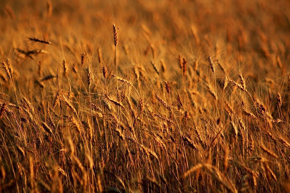 Foxtails in Dogs - How to Remove Them