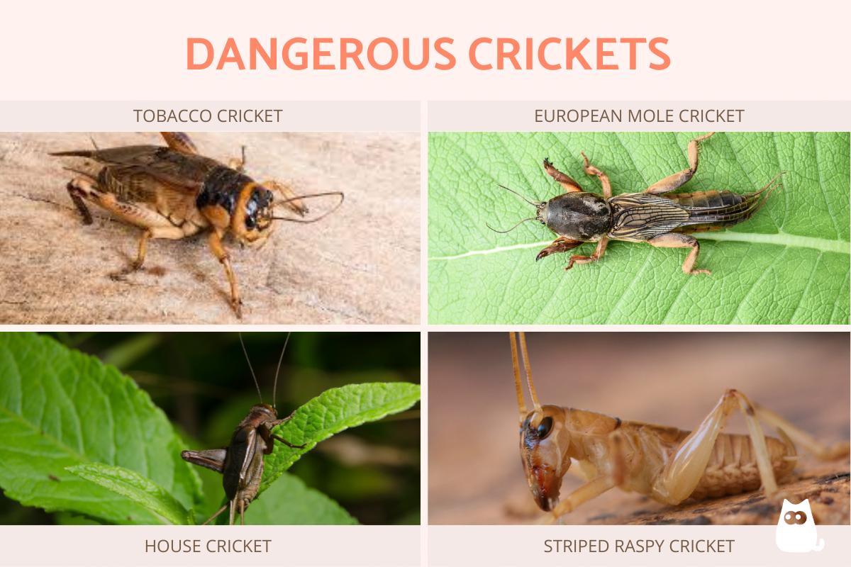 Are Crickets Harmful to Humans? - Dangers of Crickets