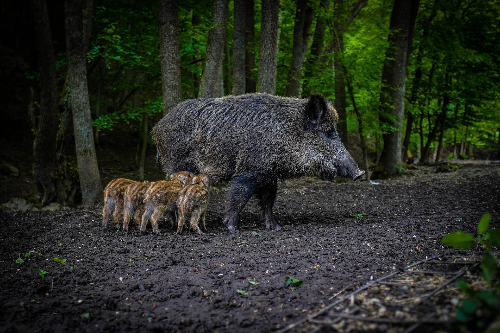 Animals of Spain - Endemic and Typical Species (With Pictures)