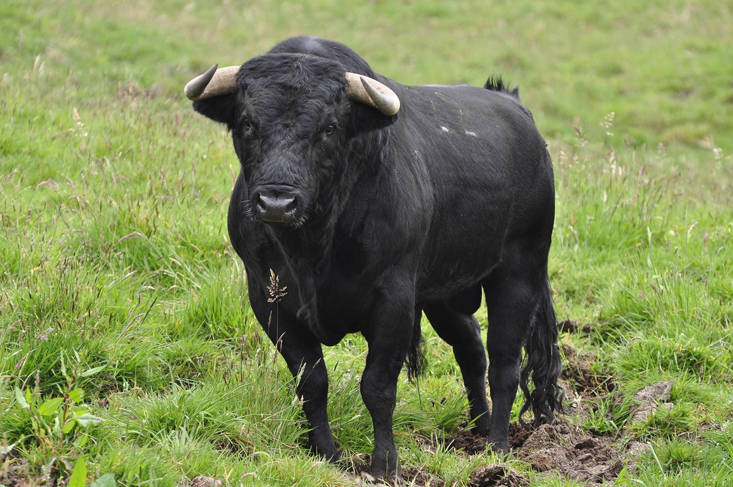 Animals of Spain - Endemic and Typical Species (With Pictures)
