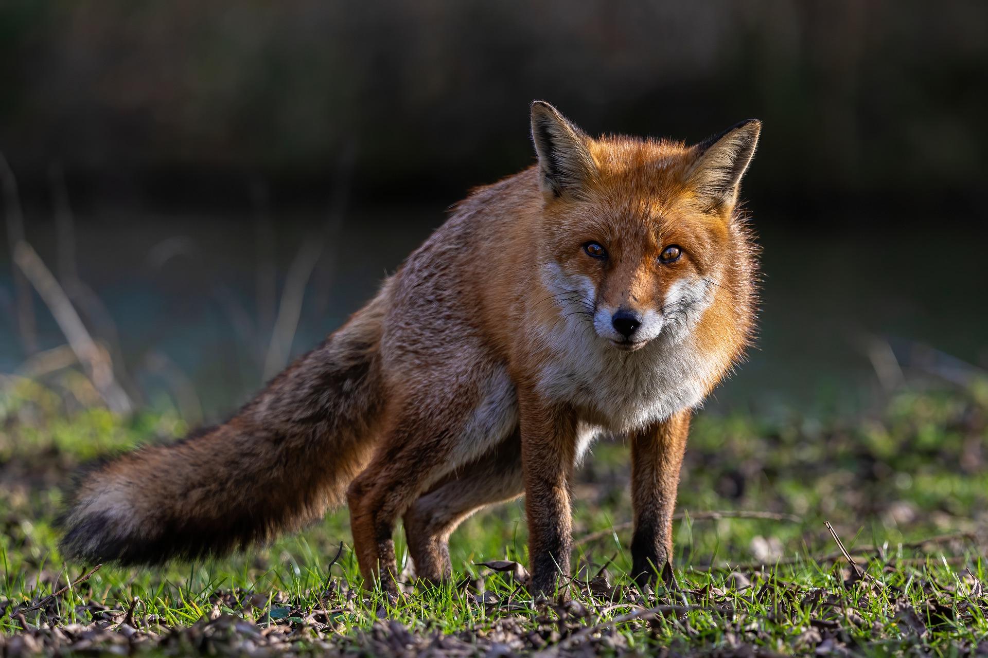 Animals of Spain - Endemic and Typical Species (With Pictures)