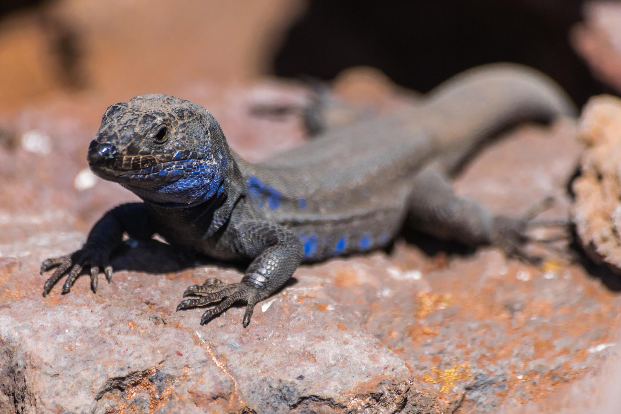 Animals of Spain - Endemic and Typical Species (With Pictures)