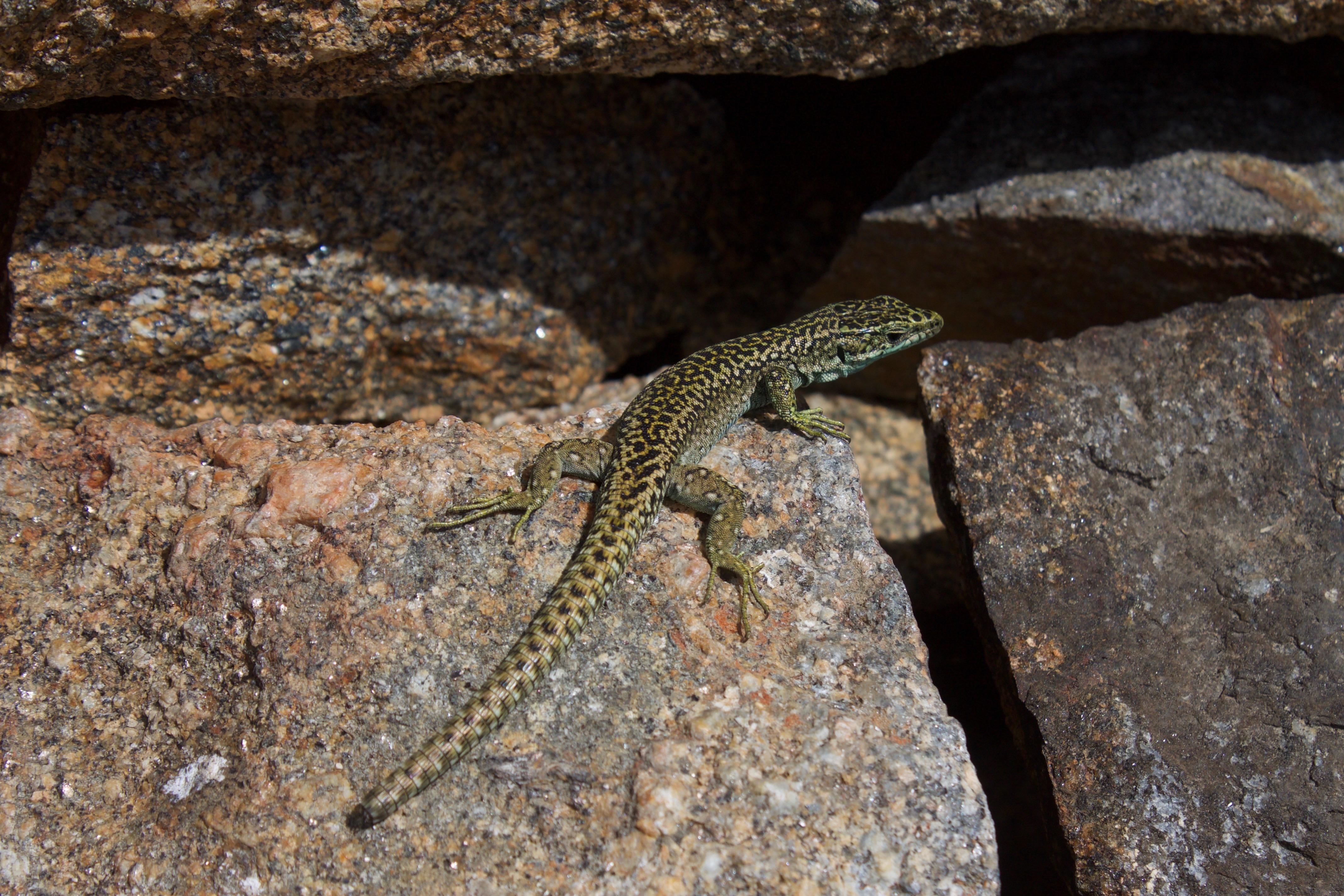 Animals of Spain - Endemic and Typical Species (With Pictures)
