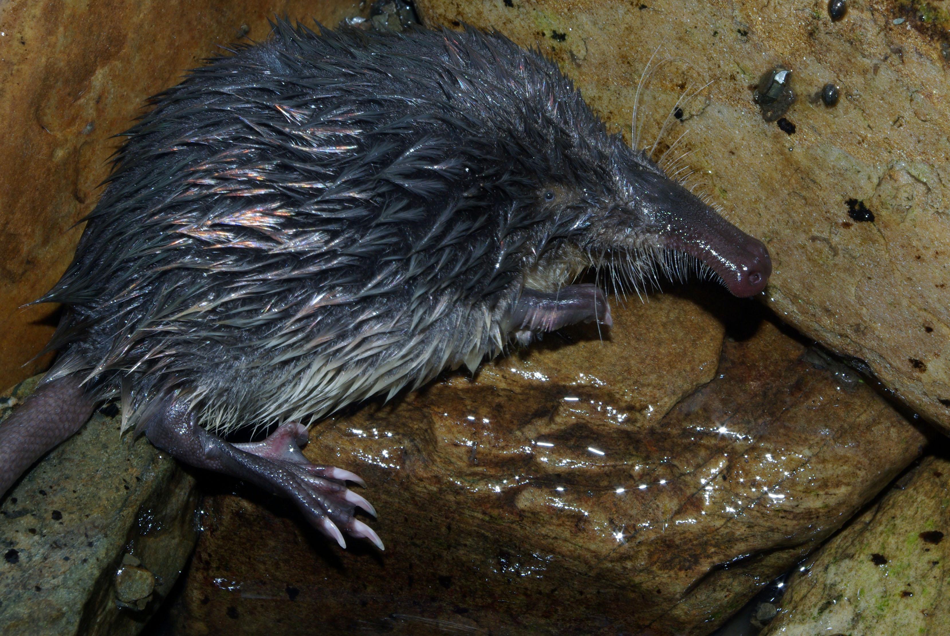 Animals of Spain - Endemic and Typical Species (With Pictures)