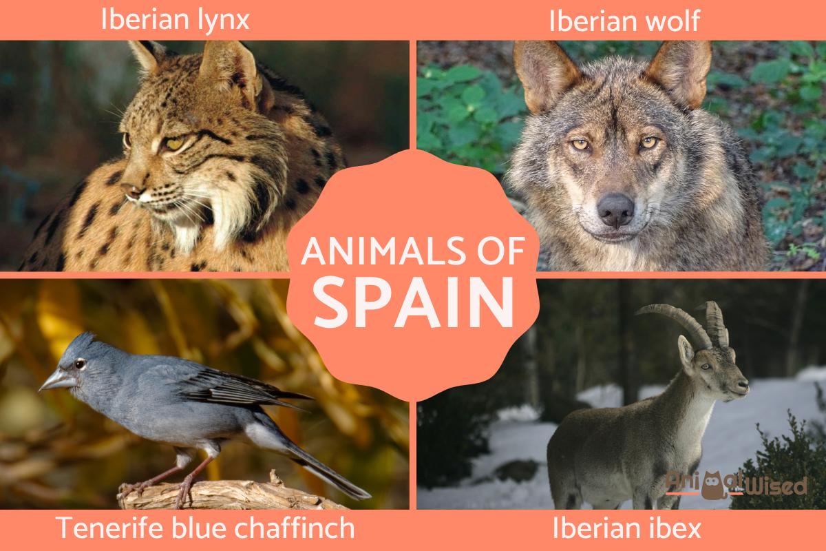 Animals of Spain - Endemic and Typical Species (With Pictures)