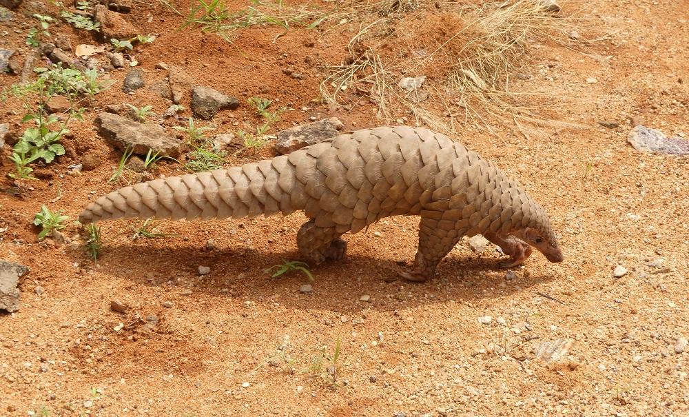 Animals With Scales - Full List of Scaled Animals With Fun Facts and Photos