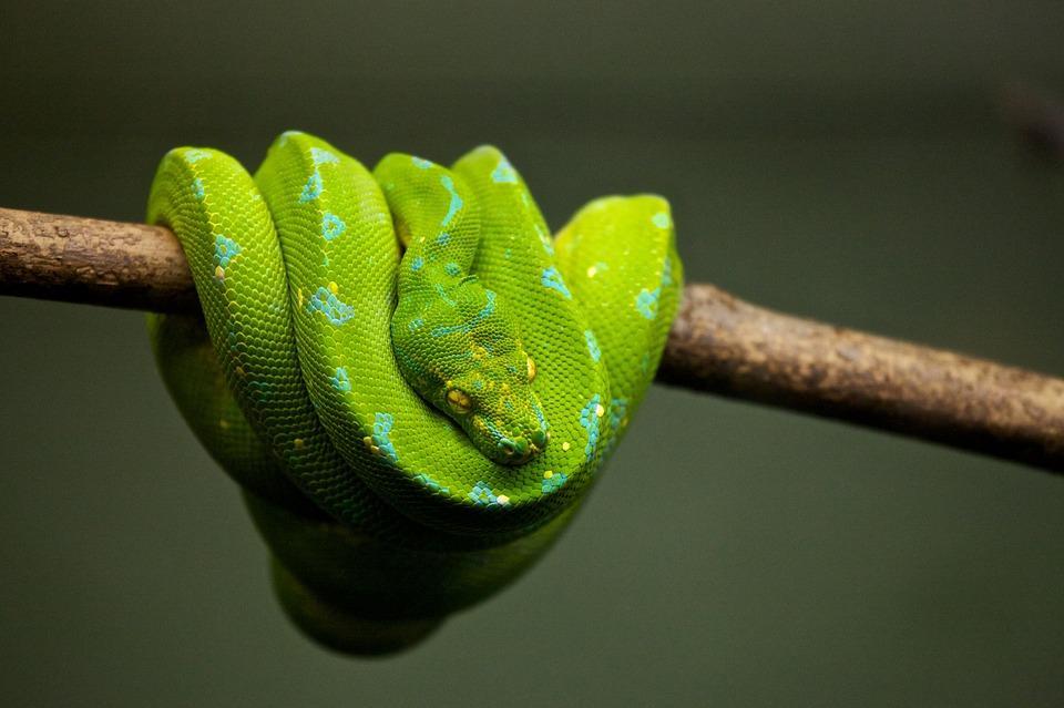 Animals With Scales - Full List of Scaled Animals With Fun Facts and Photos