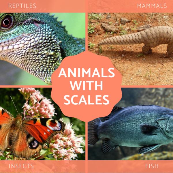 animals with scaly skin are grouped as