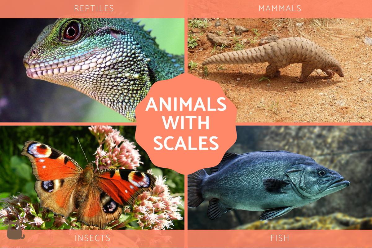 scale skin animals