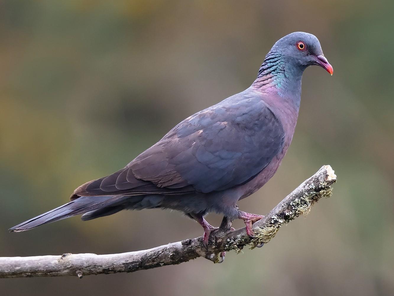 Animals of Spain - Endemic and Typical Species (With Pictures)