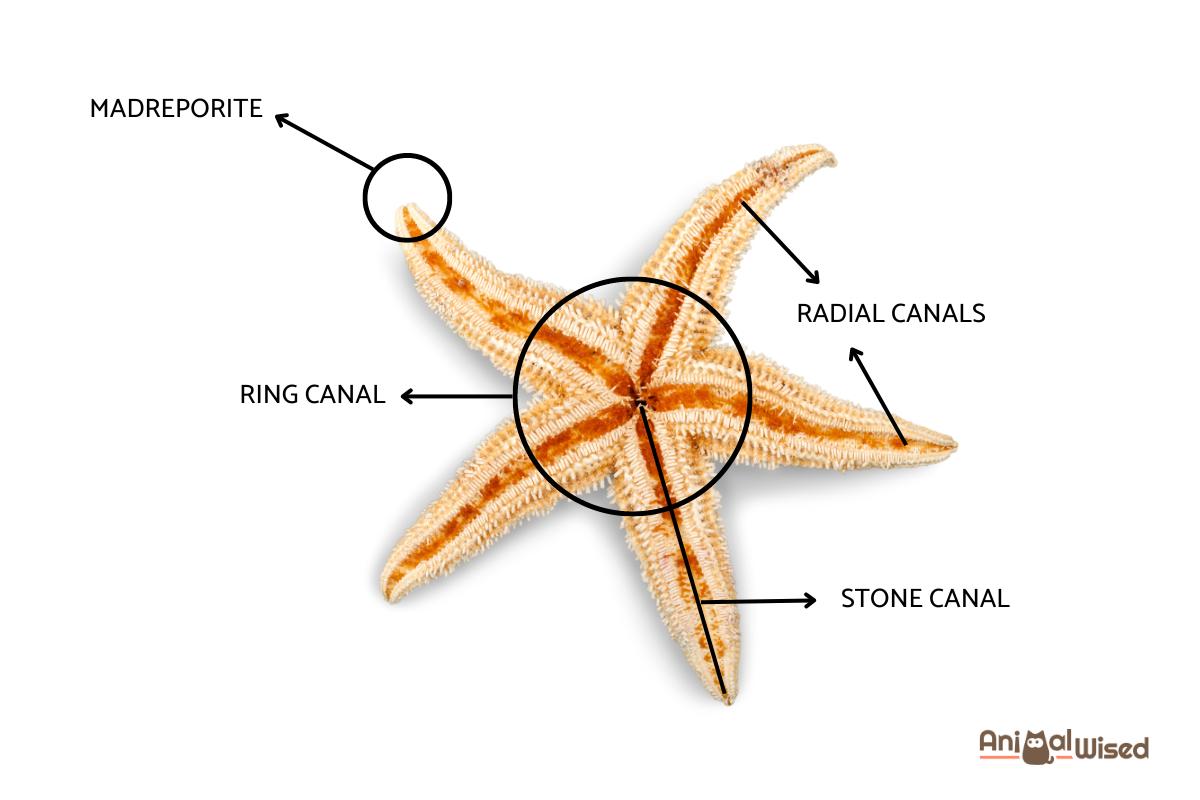 Learn How Starfish Move - Crawling, Bouncing, and Thriving Underwater