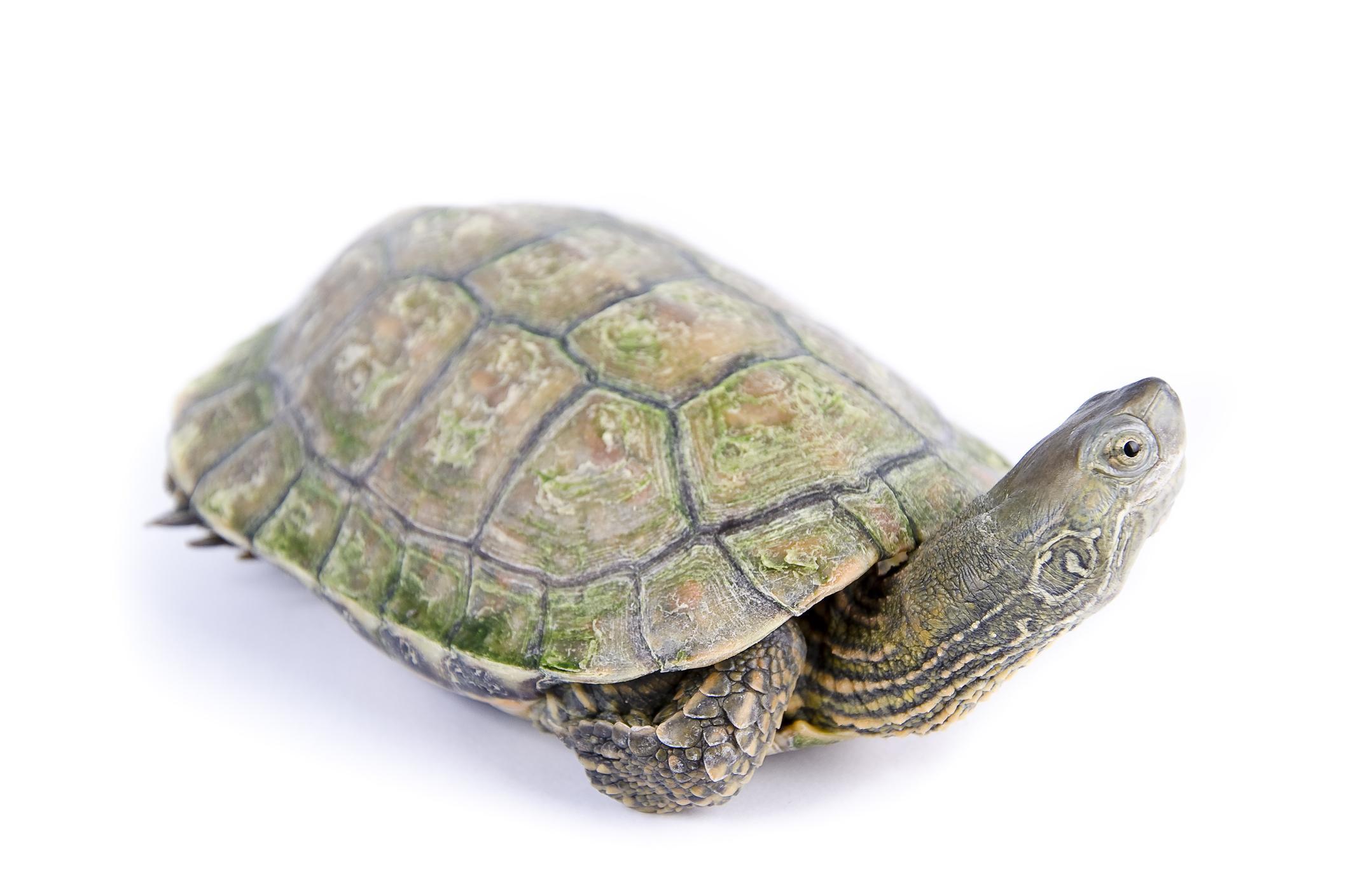 Animals of Spain - Endemic and Typical Species (With Pictures)