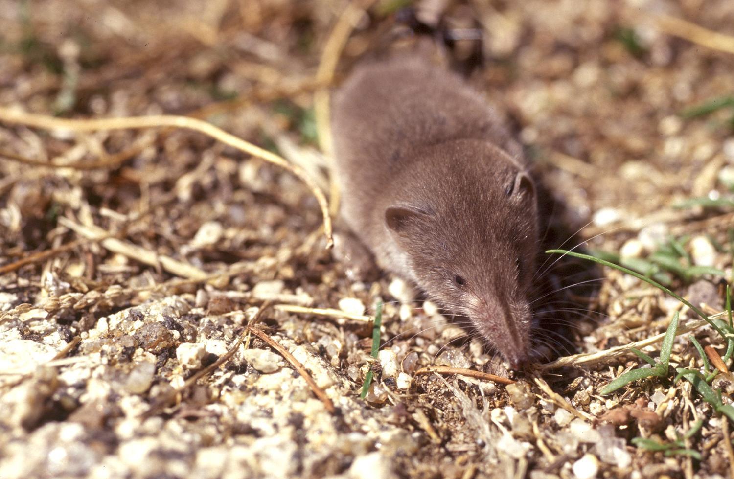 Animals of Spain - Endemic and Typical Species (With Pictures)