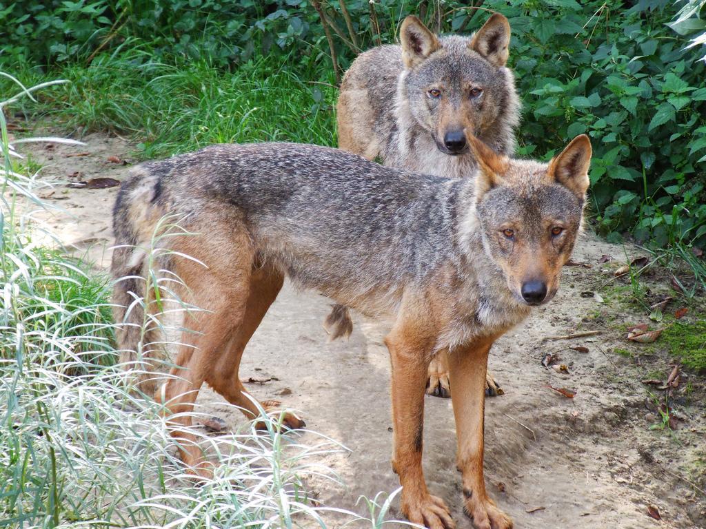 Animals of Spain - Endemic and Typical Species (With Pictures)