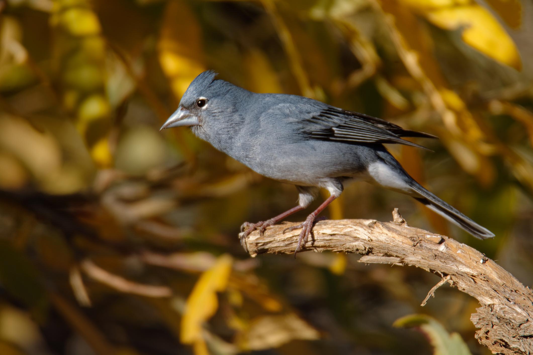 Animals of Spain - Endemic and Typical Species (With Pictures)