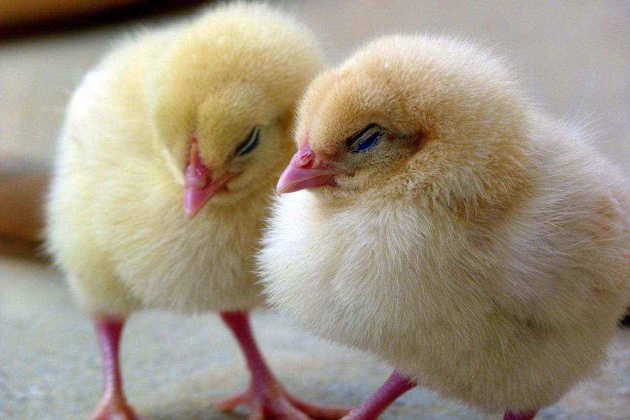 The Best Pet Chicken Names - 100+ List for Male and Female Chicks