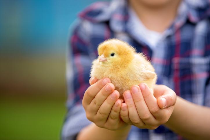 The Best Pet Chicken Names - 100+ List for Male and Female Chicks