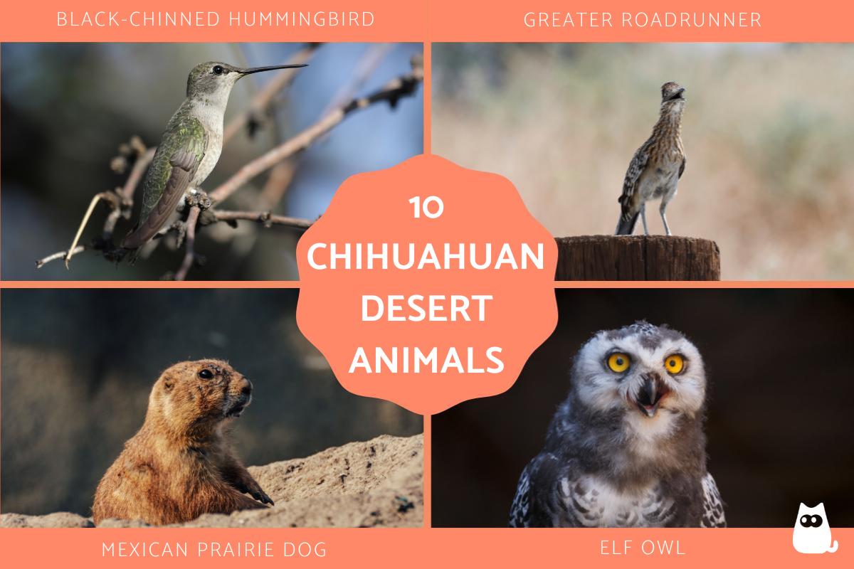 10 Chihuahuan Desert Animals - Examples With Photos
