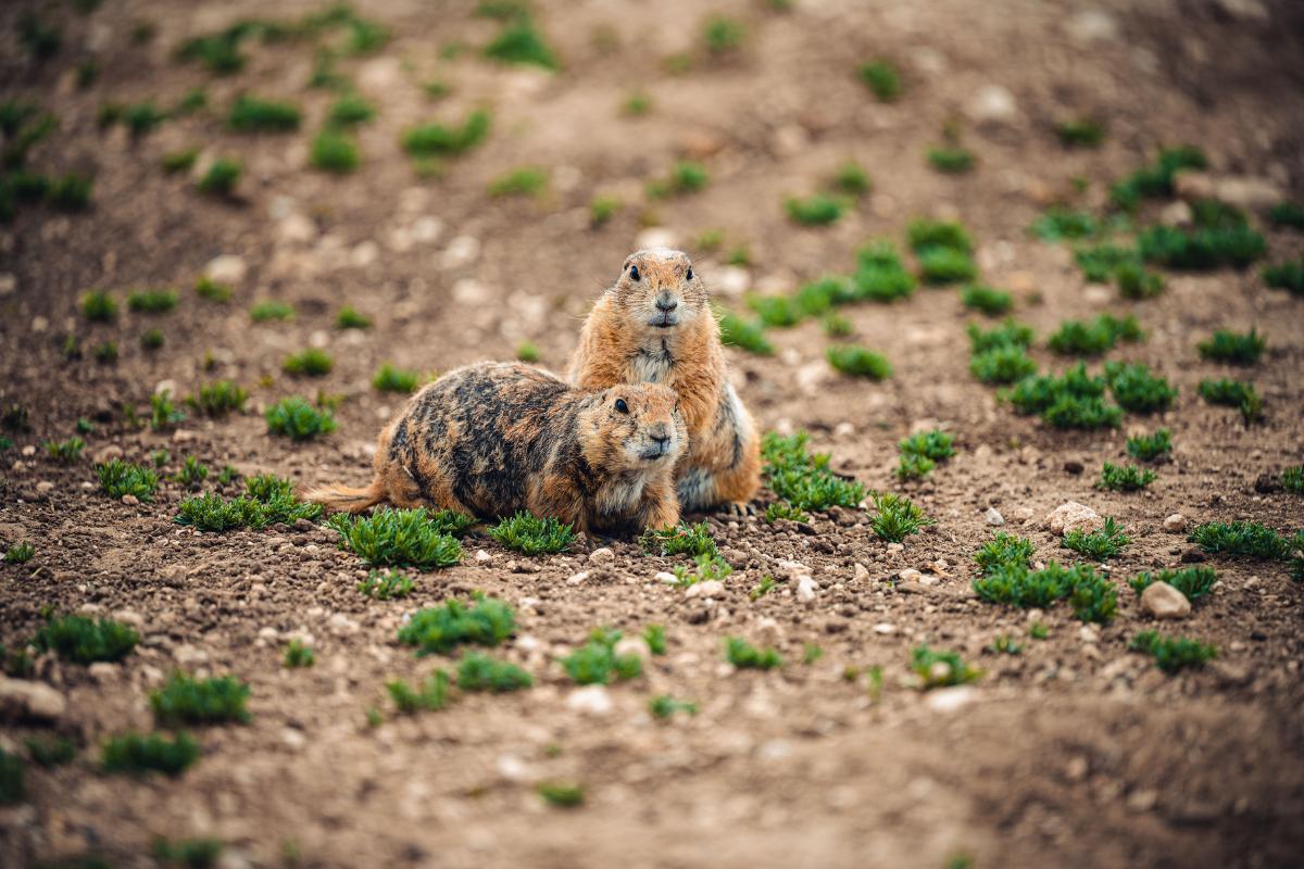 10 Chihuahuan Desert Animals - Examples With Photos