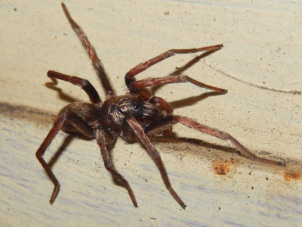 What is the Most Venomous Spider in the World