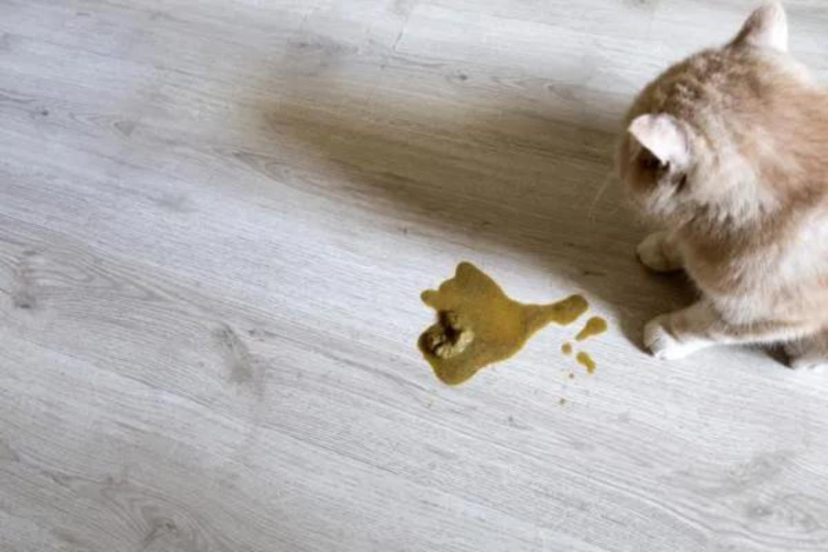 5 Most Common Cat Poisons - Symptoms and Treatment