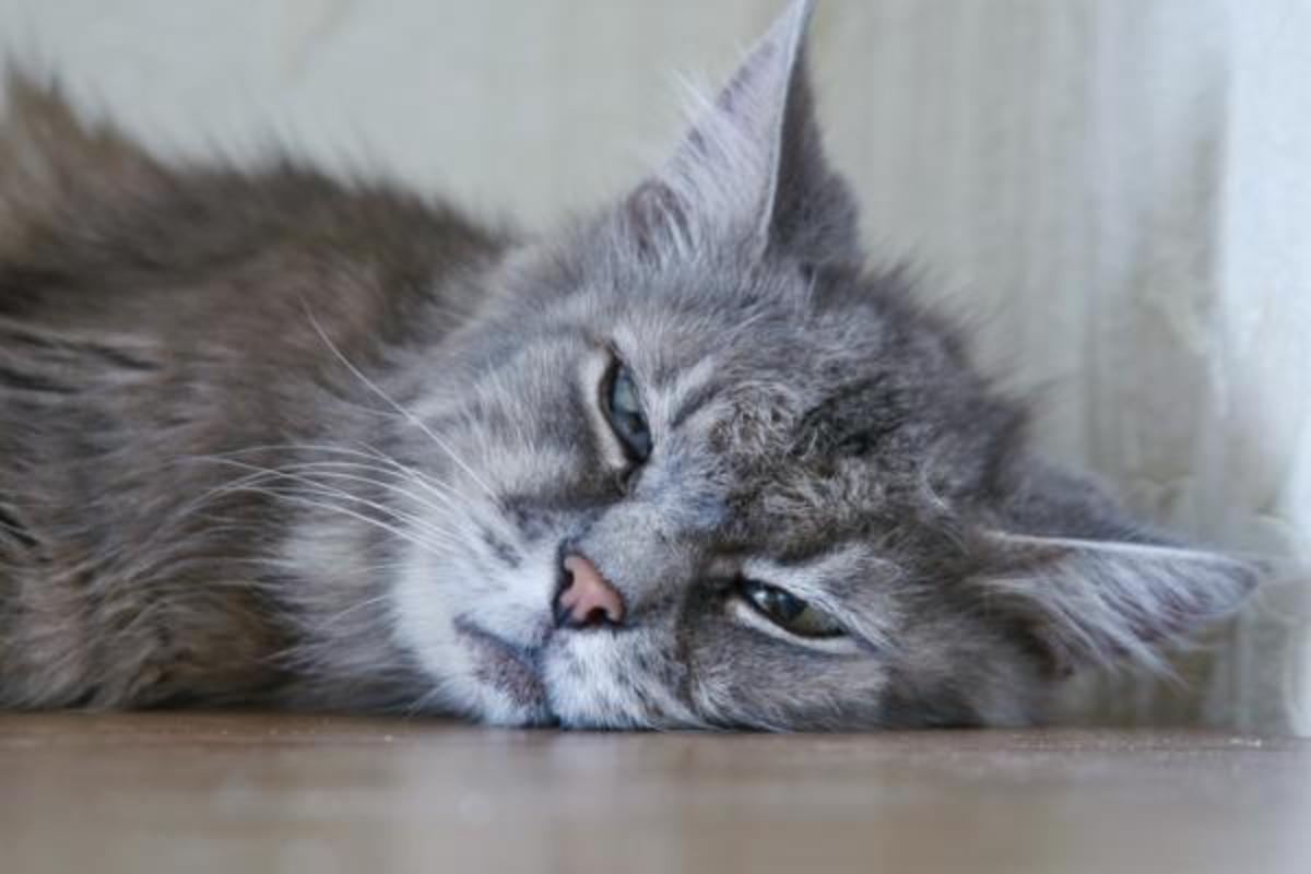 5 Most Common Cat Poisons - Symptoms and Treatment