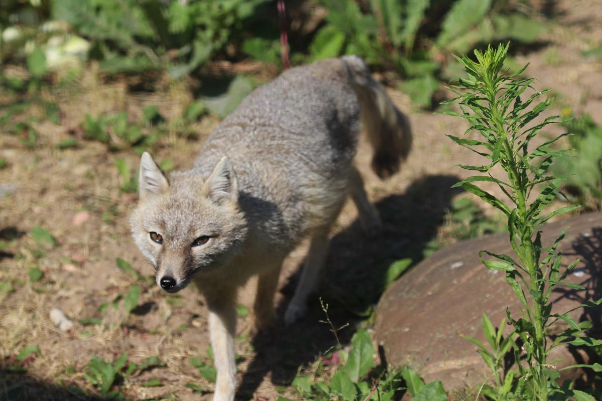 10 Chihuahuan Desert Animals - Examples With Photos